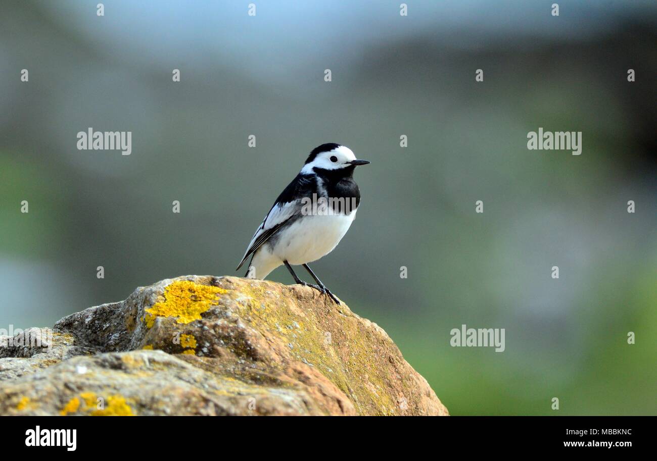 Wagtail family hi-res stock photography and images - Alamy