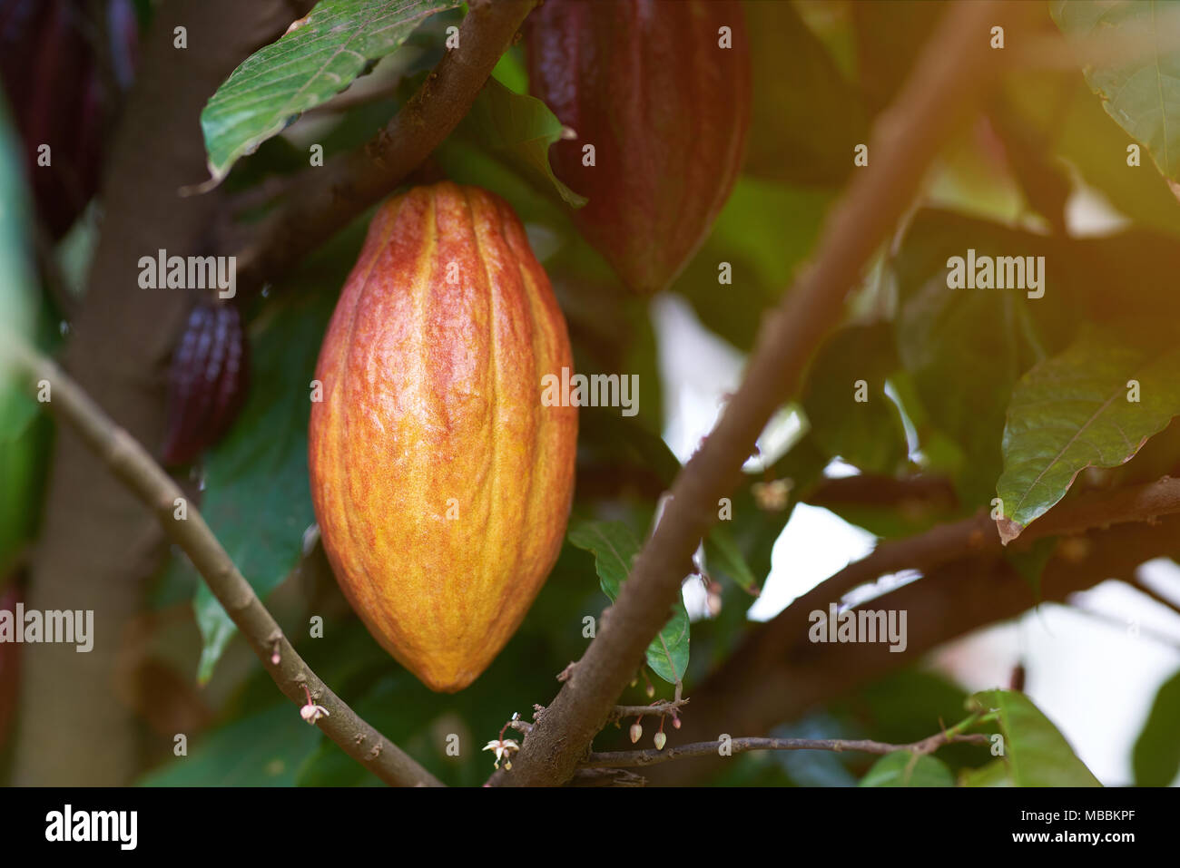Young cacao plantation hi-res stock photography and images - Alamy