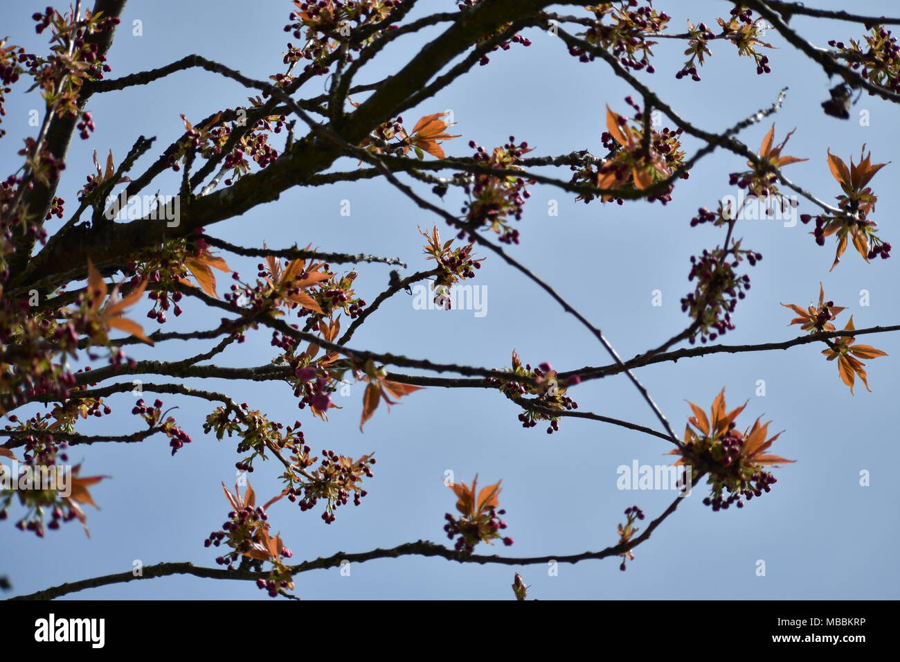 Apple tree starting to bloom Stock Photo - Alamy