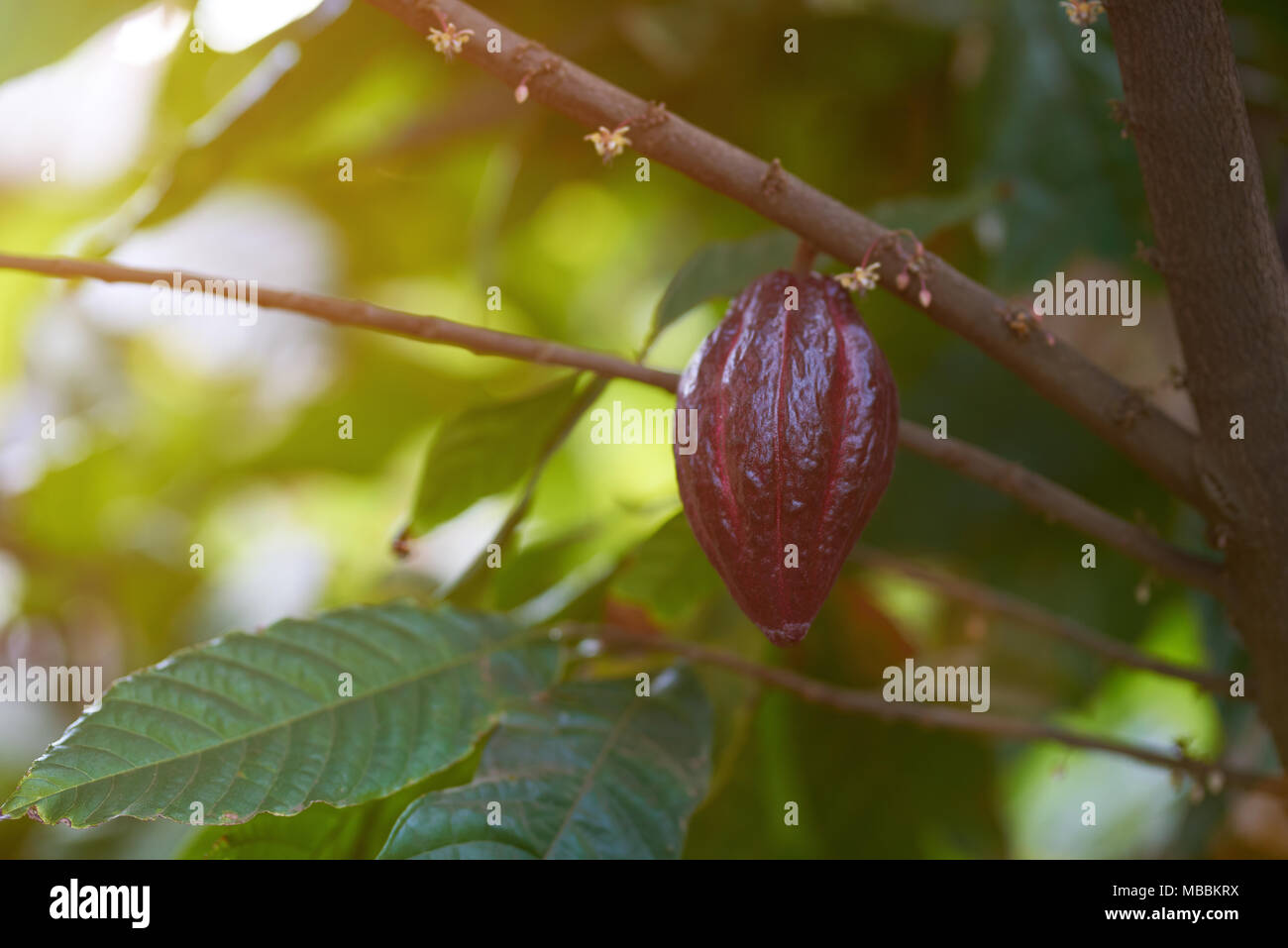 Young cacao plantation hi-res stock photography and images - Alamy