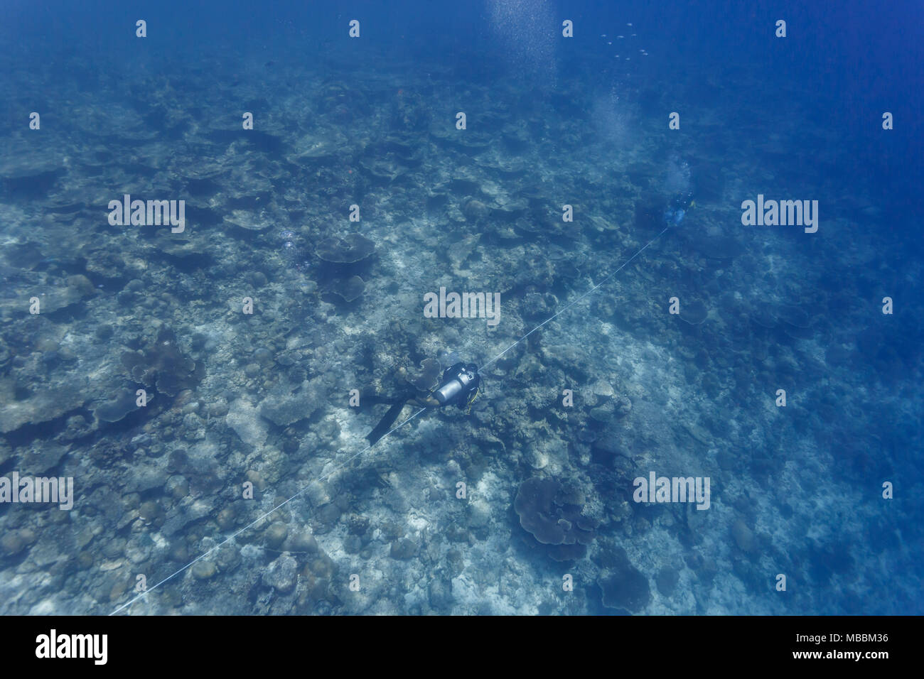 Marine biologist completes scientific reef survey on set transect line ...