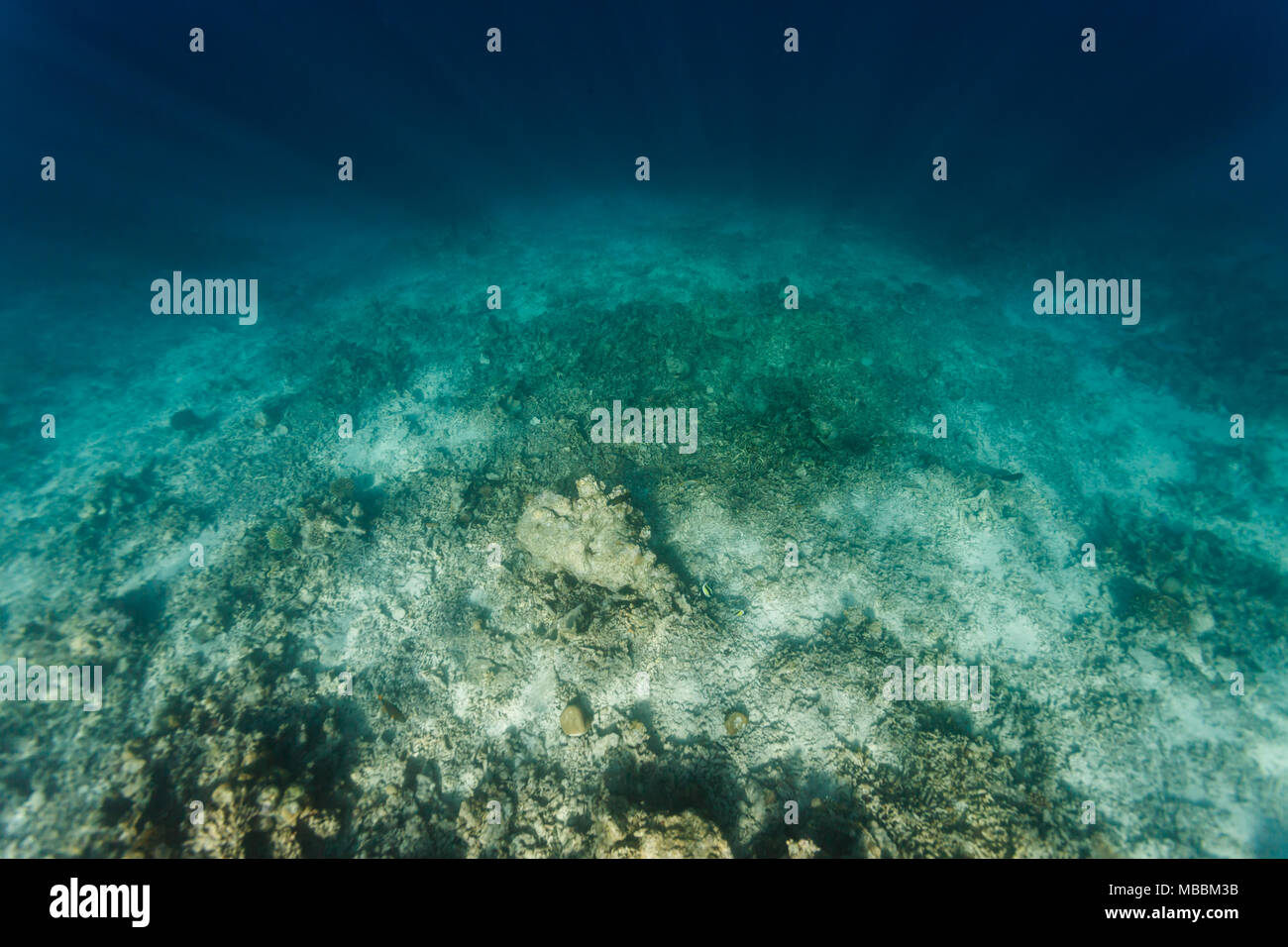 Submerged Coral Reef Border