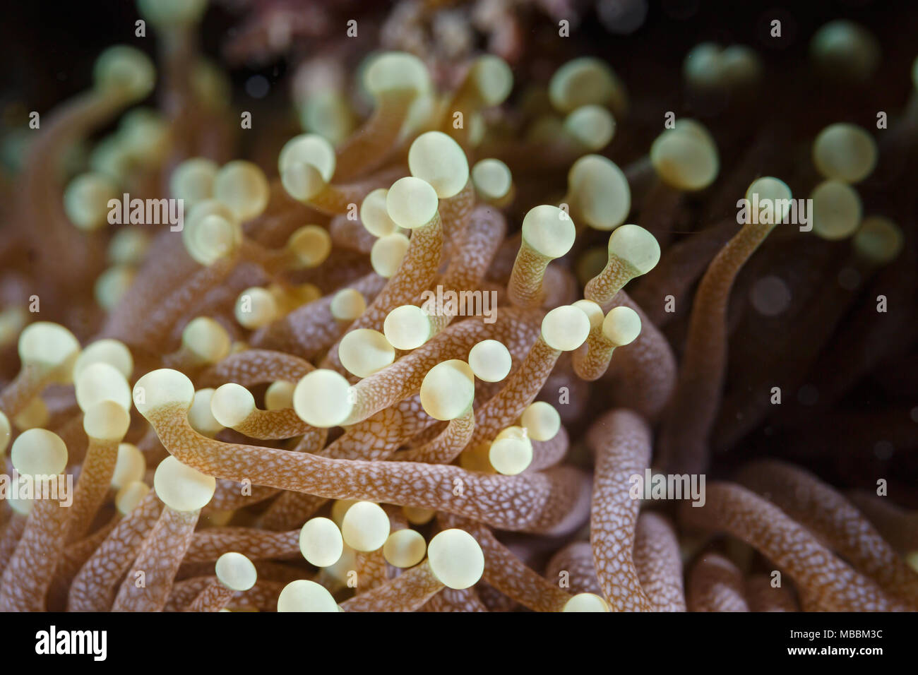 Tentacles of coral polyps hi-res stock photography and images - Alamy