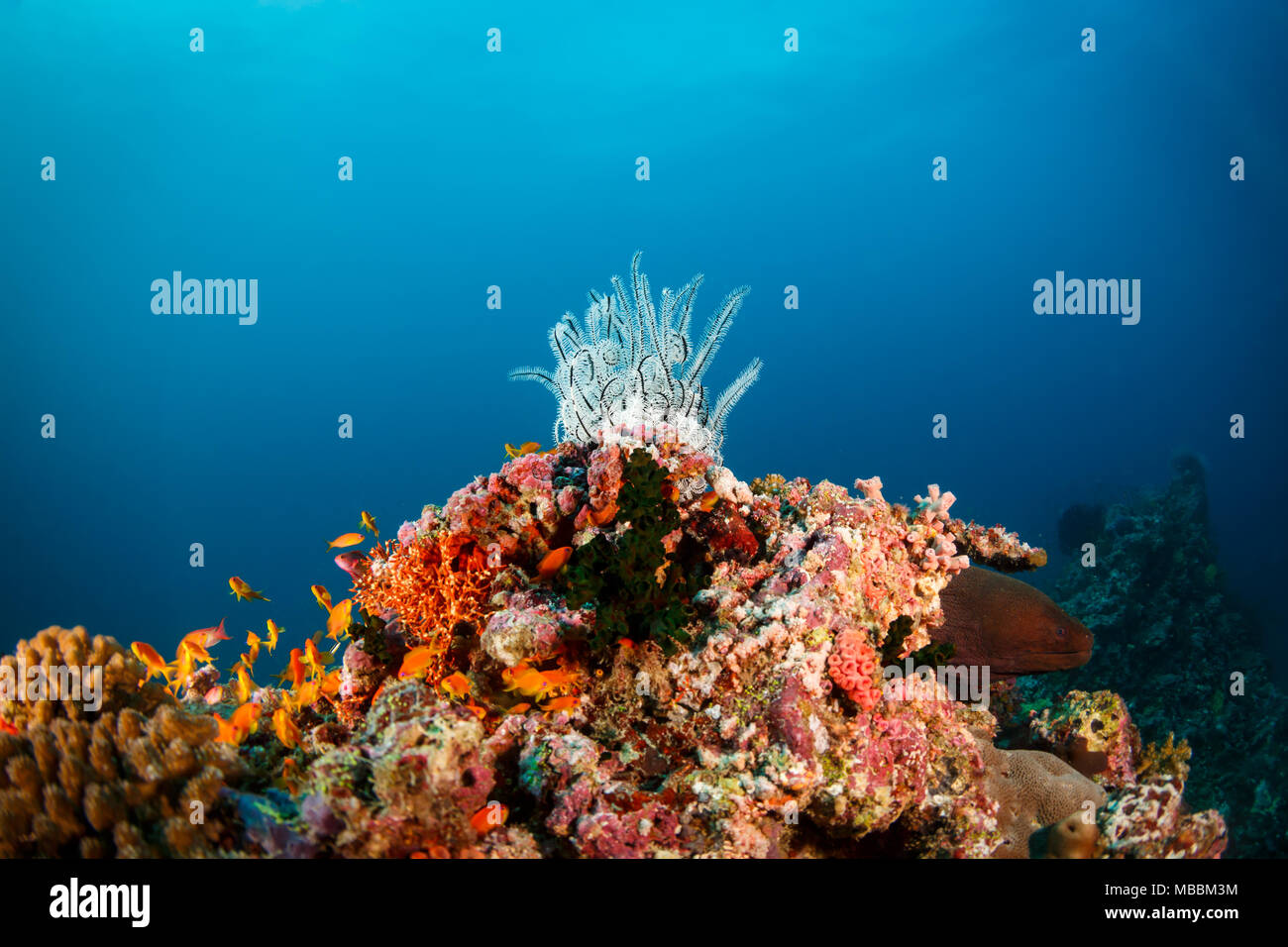 Feather coral sits on top of large coral outcrop with blue sea in ...