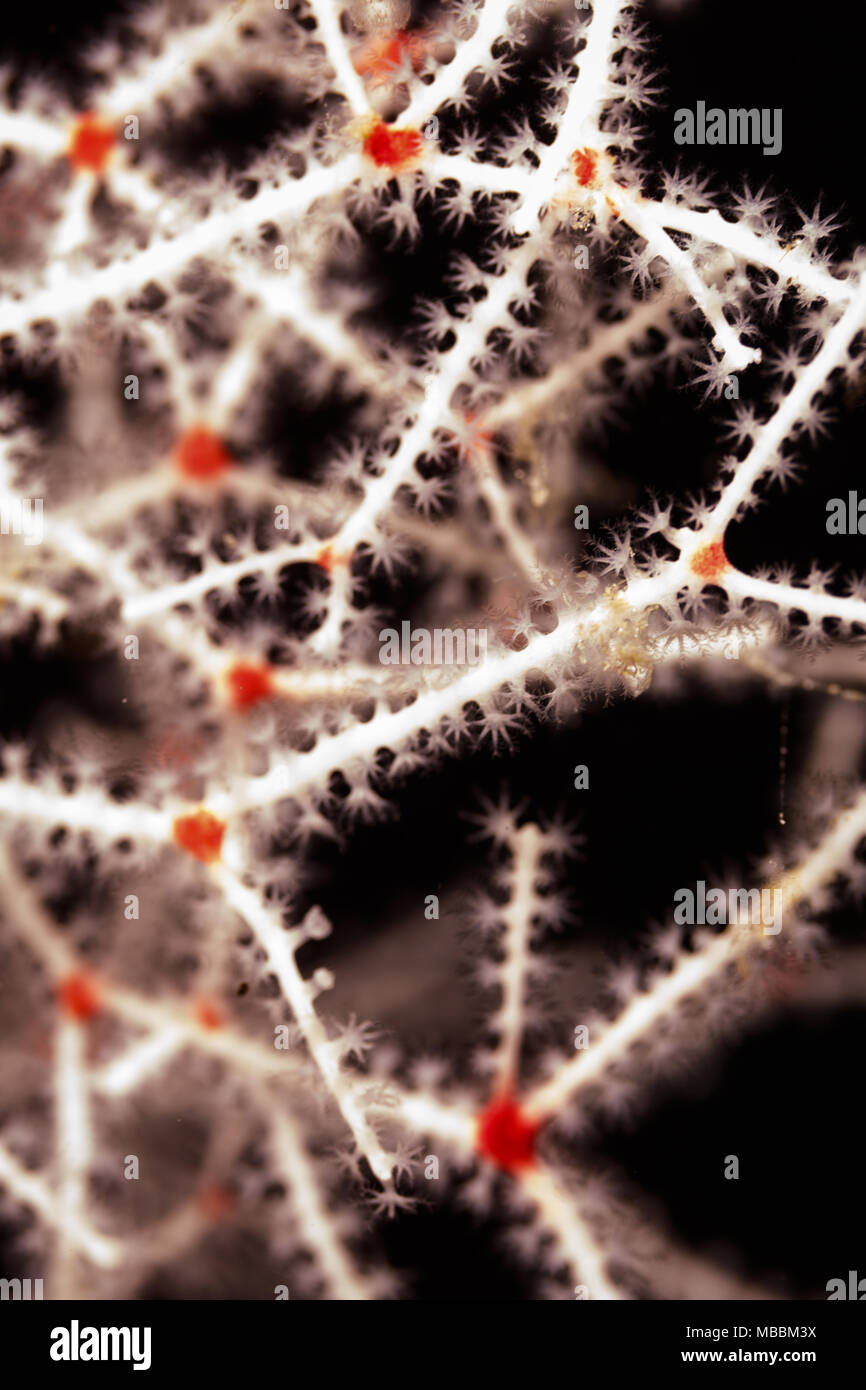 Closeup of polyps on white branching coral, Acropora florida, with red ...