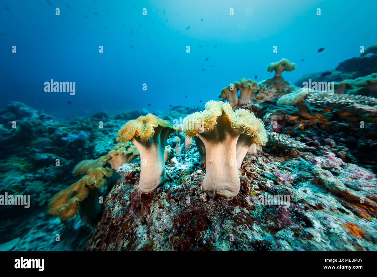 Colonies of large toadstool soft leather corals, Sarcophyton glaucum ...