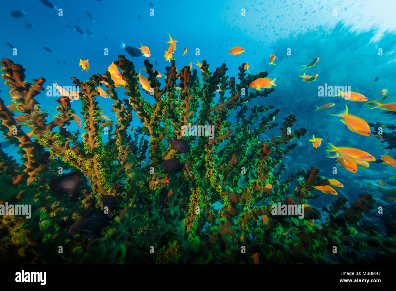 Antheas fish hi-res stock photography and images - Alamy