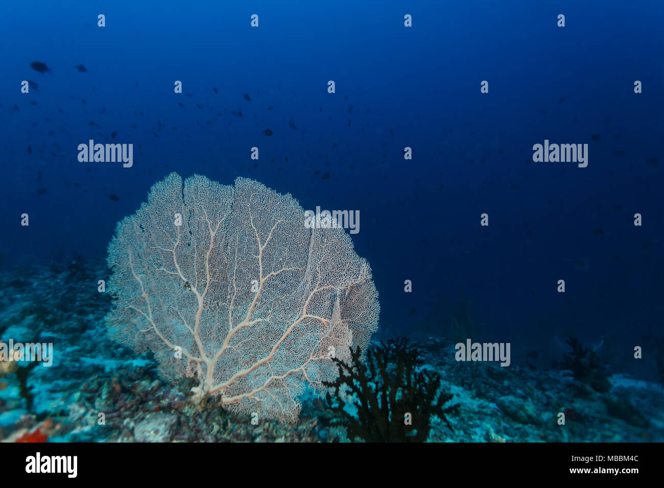 Large white sea fan in deep blue water Stock Photo - Alamy