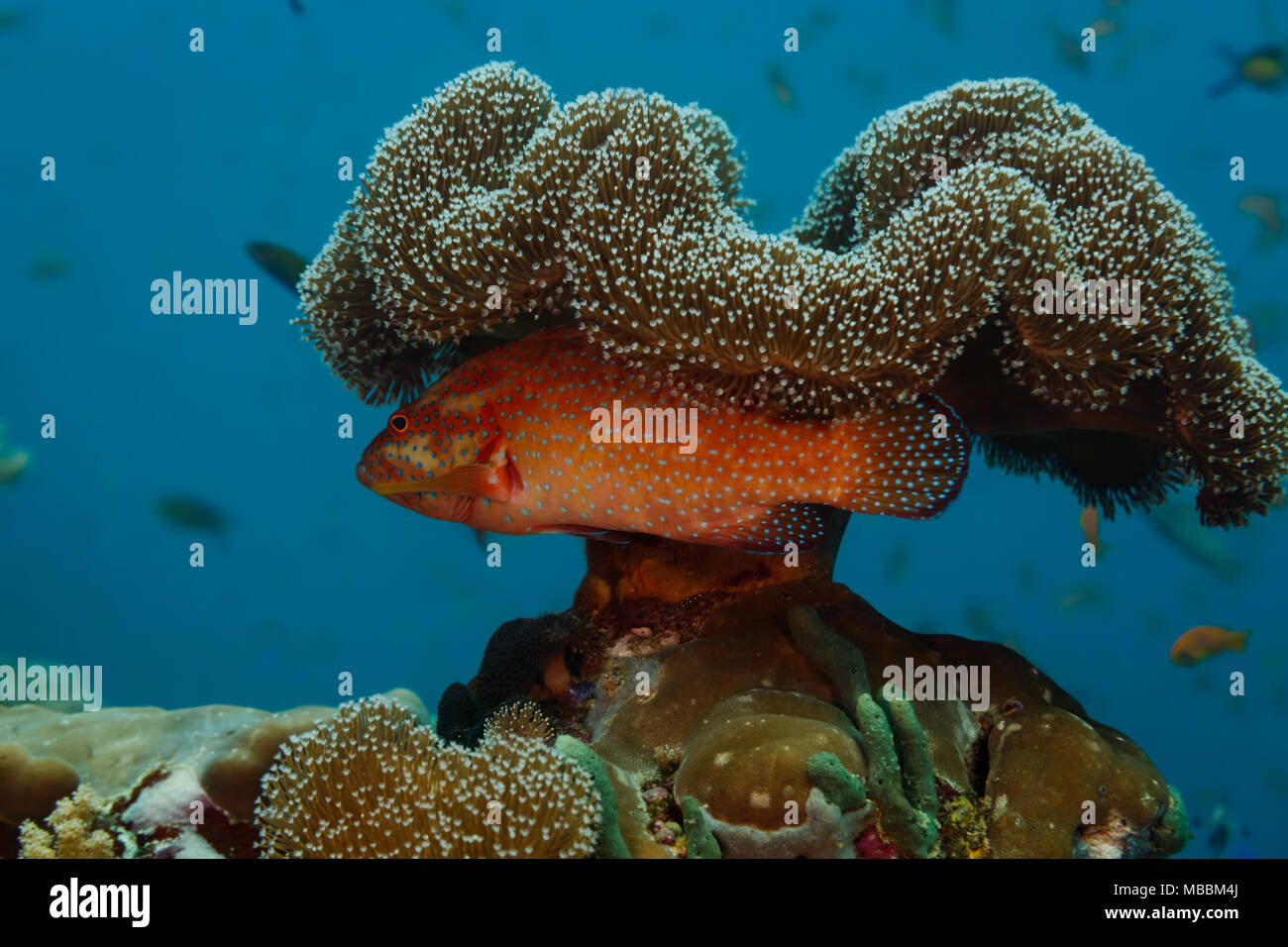 Colorful spotted coral cod , Cephalopholis miniata, fish hiding under ...