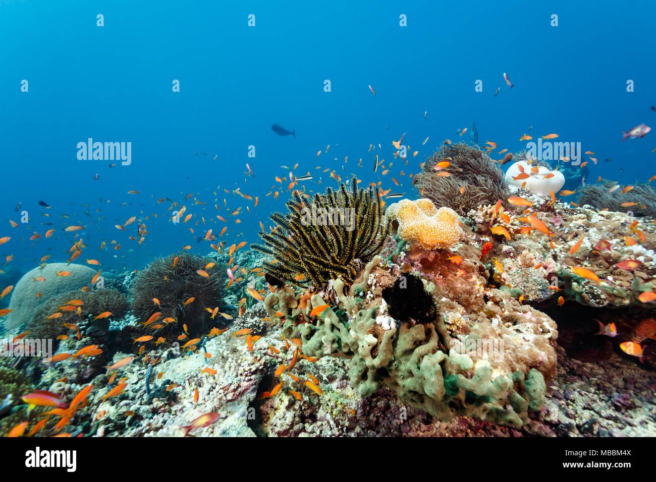Many colorful fish swimming on healthy coral reef head showing soft and ...