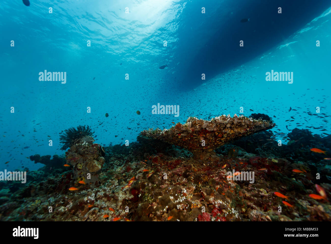 Boat floating over coral reef seen from water below Stock Photo - Alamy