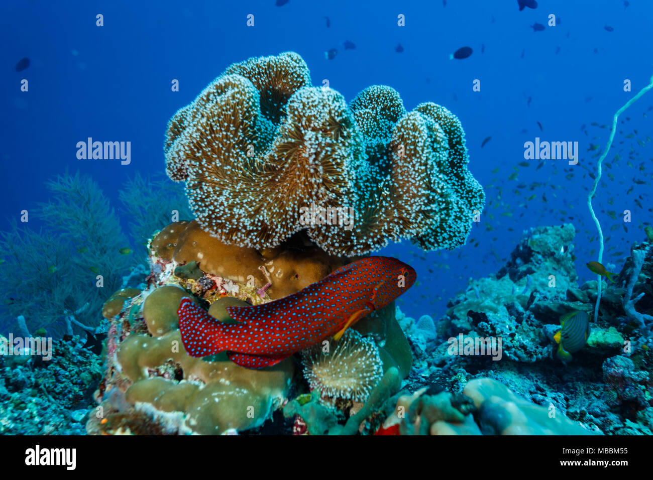 Colorful spotted coral cod , Cephalopholis miniata, fish hiding under ...