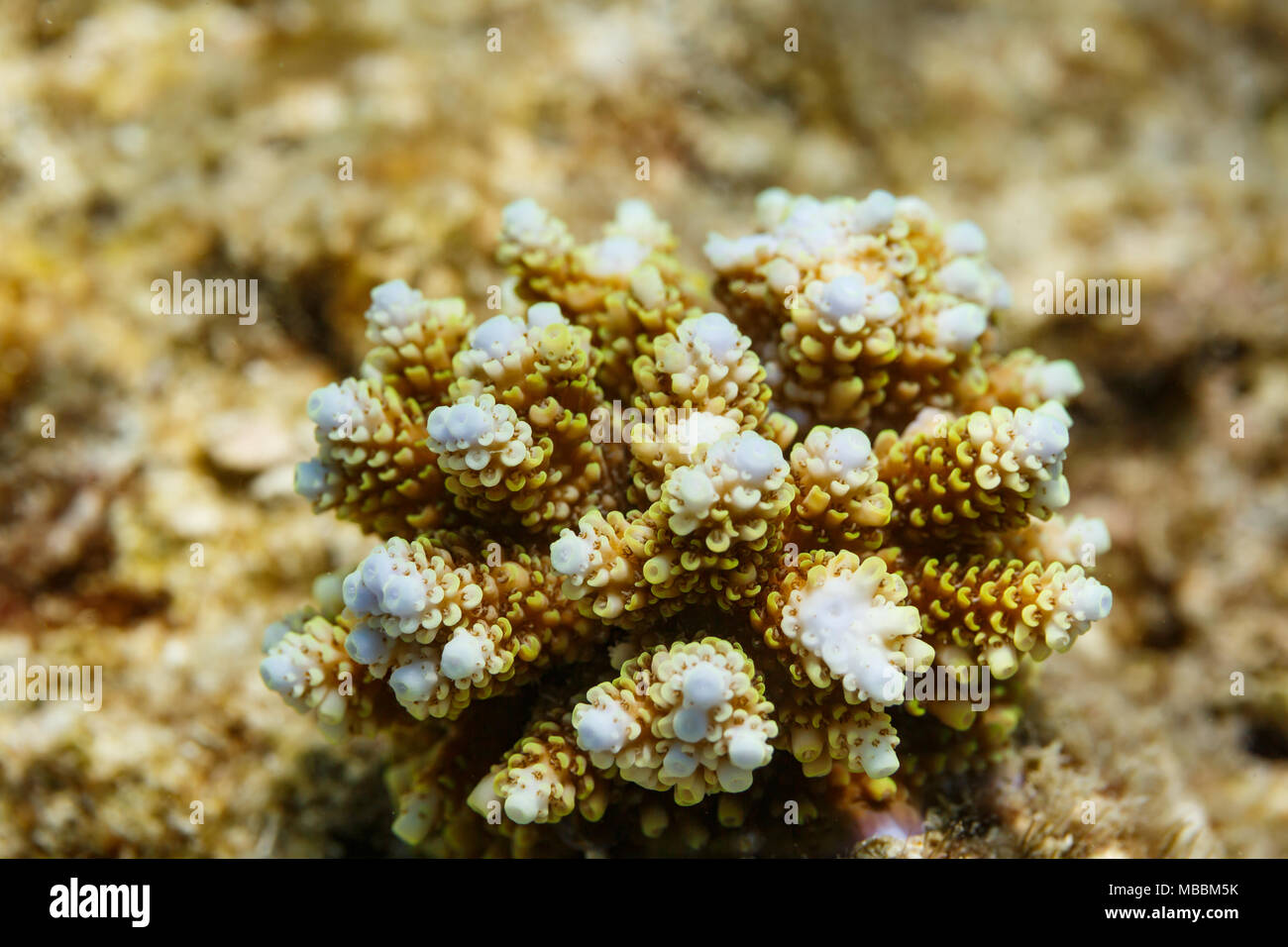 Closeup of young branching coral's blue white growth tips, Acropora ...