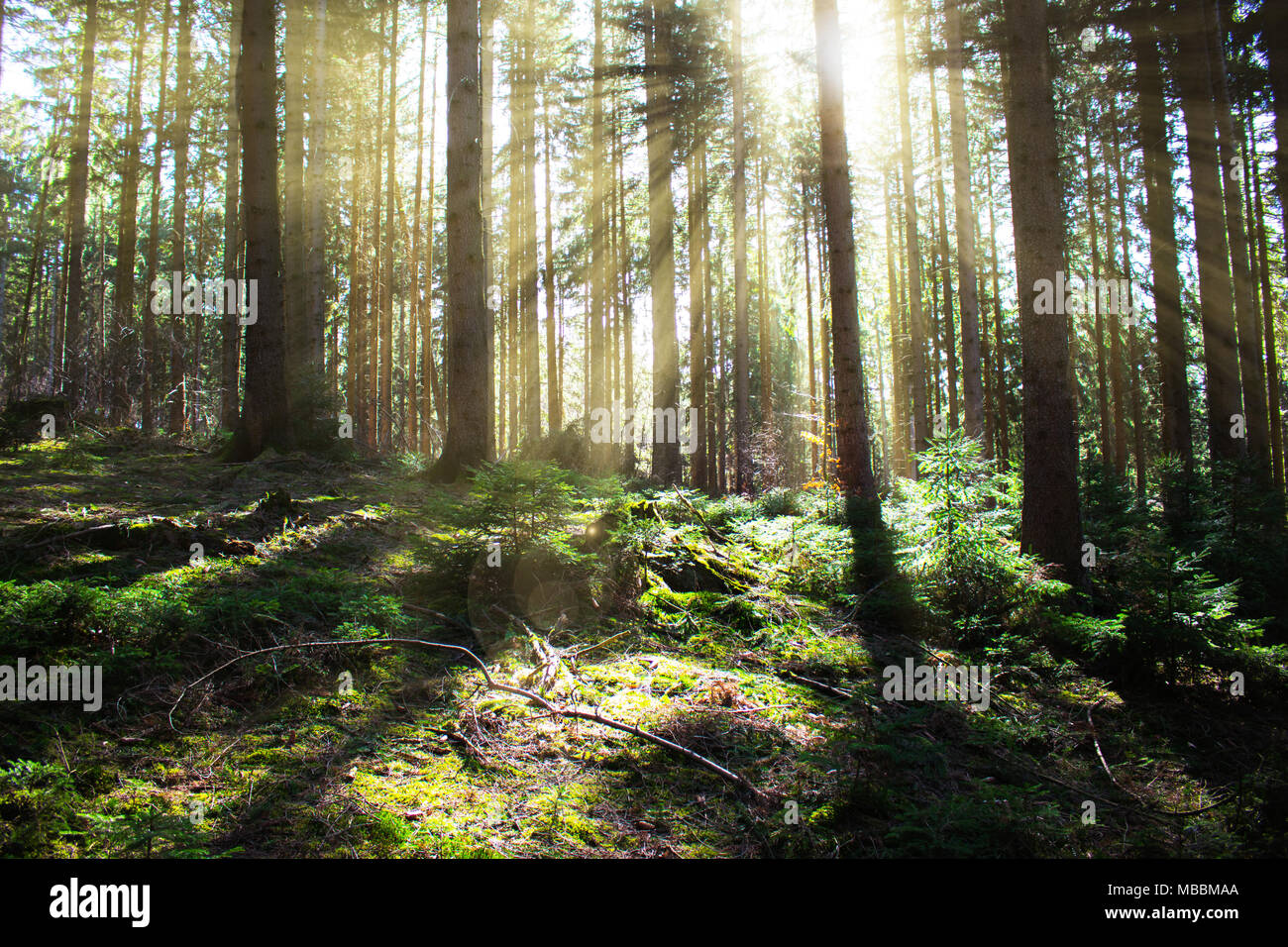 German forest hi-res stock photography and images - Alamy