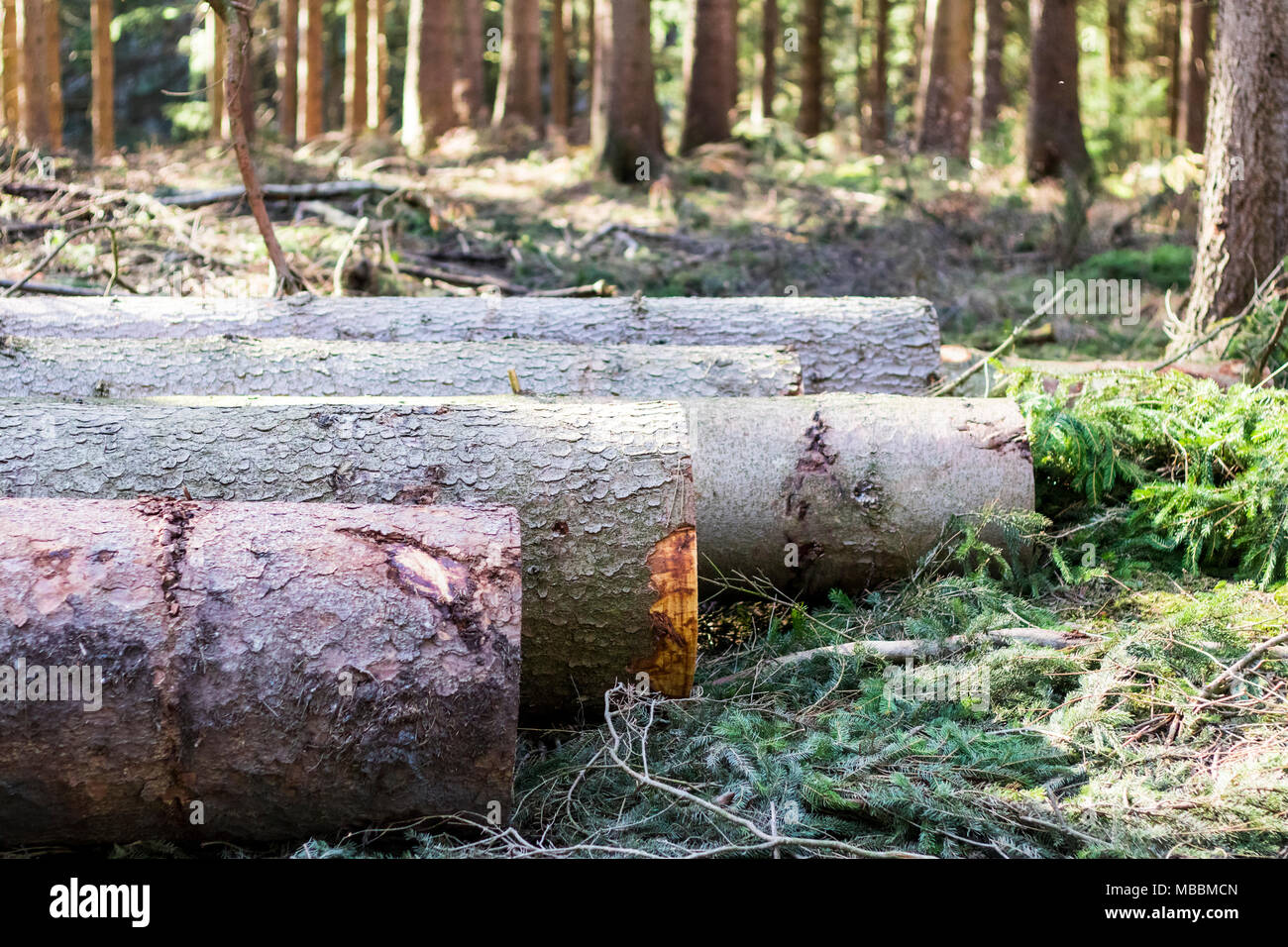 Chopped trees in a row Stock Photo - Alamy