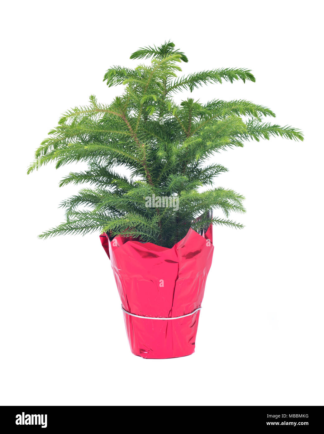 Norfolk island pine tree in decorative pot isolated on white background ...