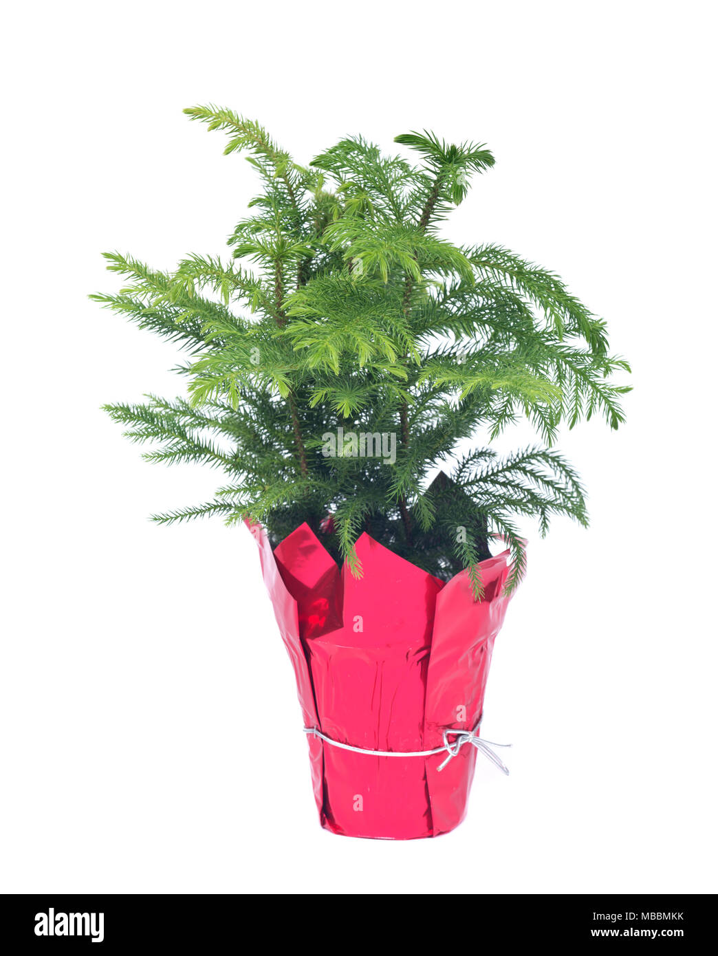 Norfolk island pine tree in decorative pot isolated on white background ...