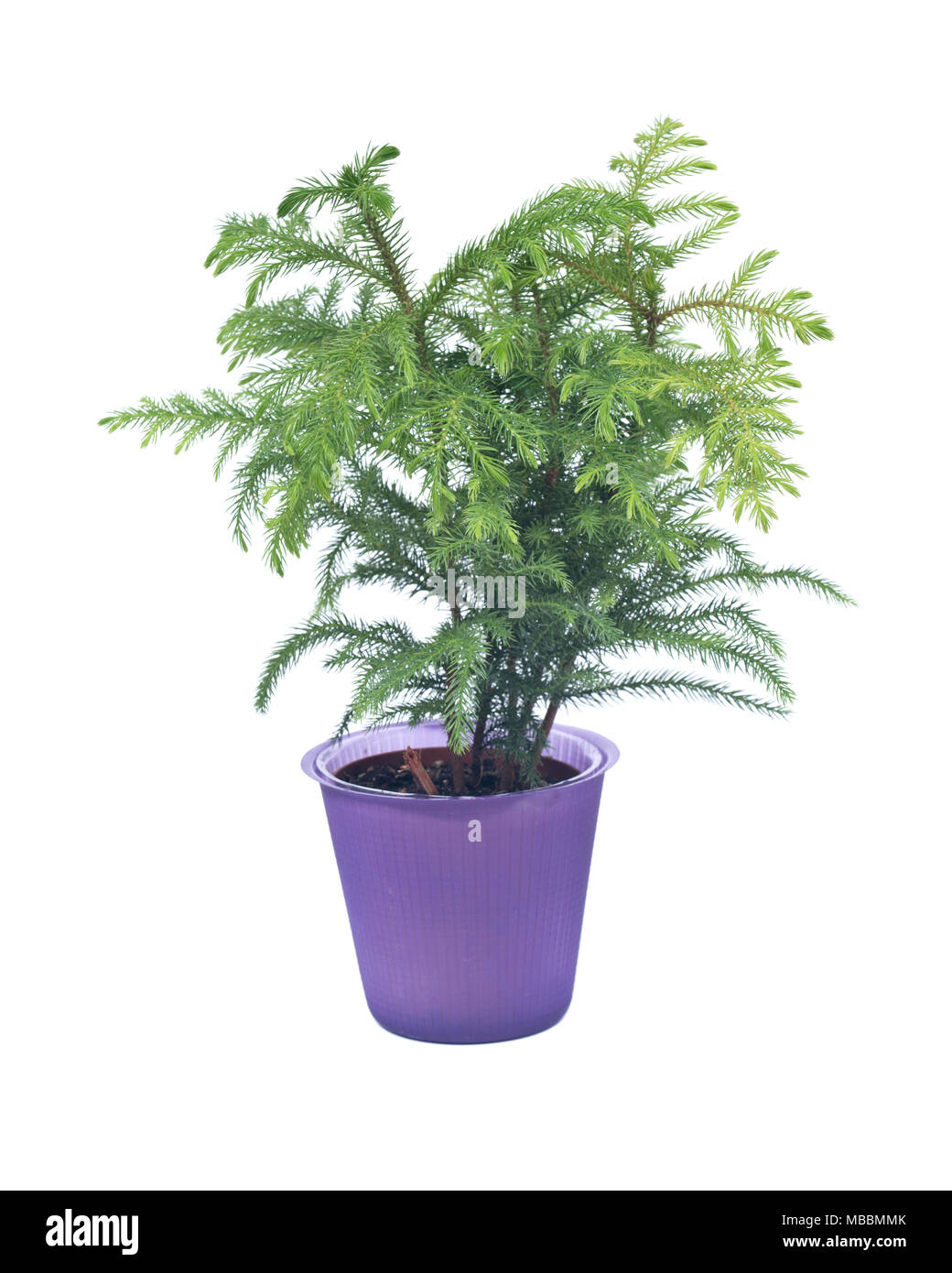 Norfolk island pine tree in decorative pot isolated on white background ...