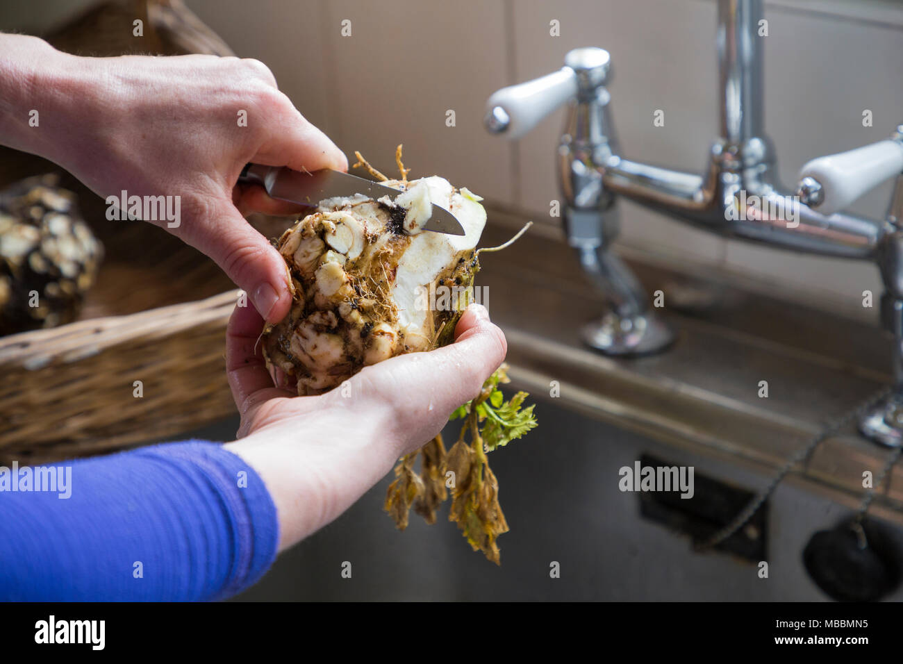 Cutting off the roots from Celeriac 'Monarch' Stock Photo - Alamy