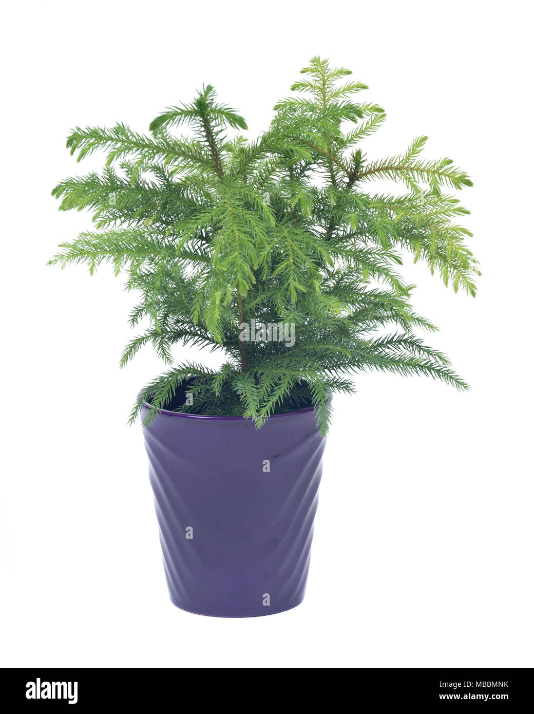 Norfolk island pine tree in decorative pot isolated on white background ...