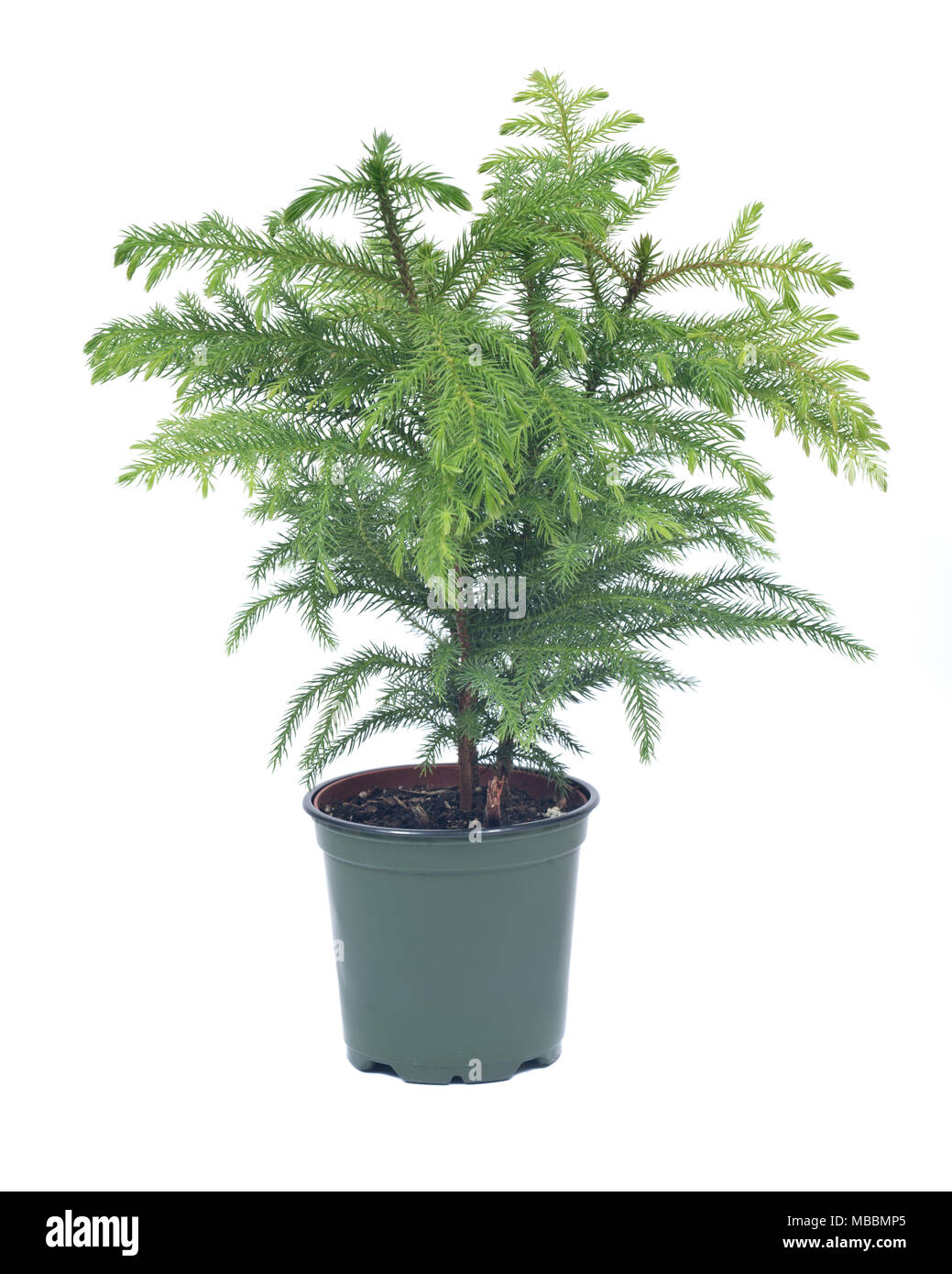 Norfolk island pine tree in decorative pot isolated on white background ...