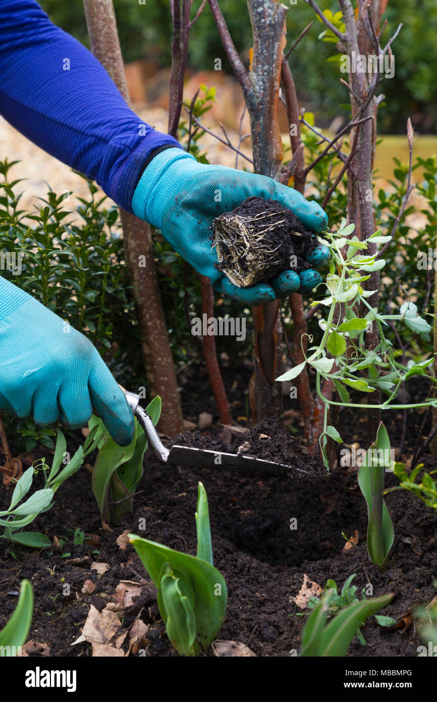 Planting Lathyrus odoratus 'Spencer Mix' at the base of a Hazel arch ...