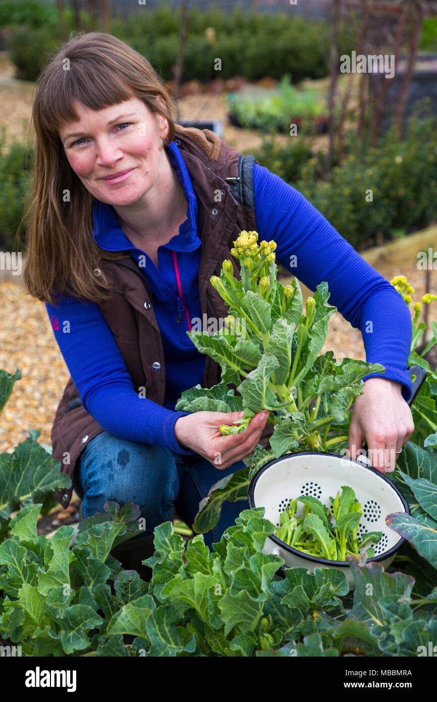 Female gardener harvesting White Sprouting Broccoli Stock Photo - Alamy