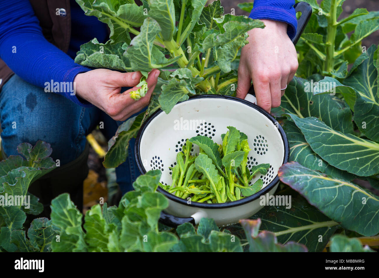 White sprouting hi-res stock photography and images - Alamy