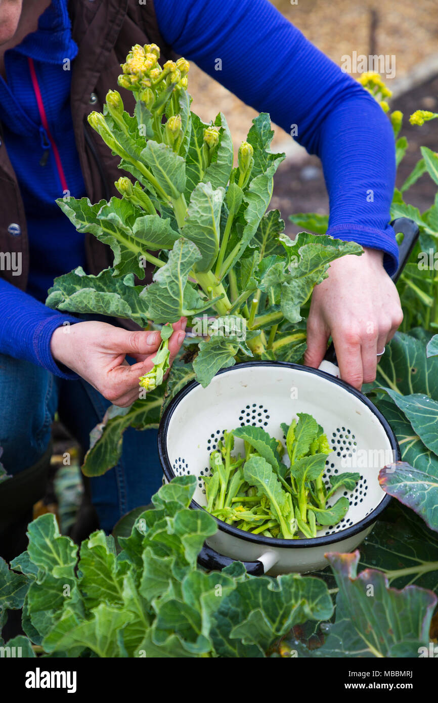 Harvesting broccoli hi-res stock photography and images - Alamy