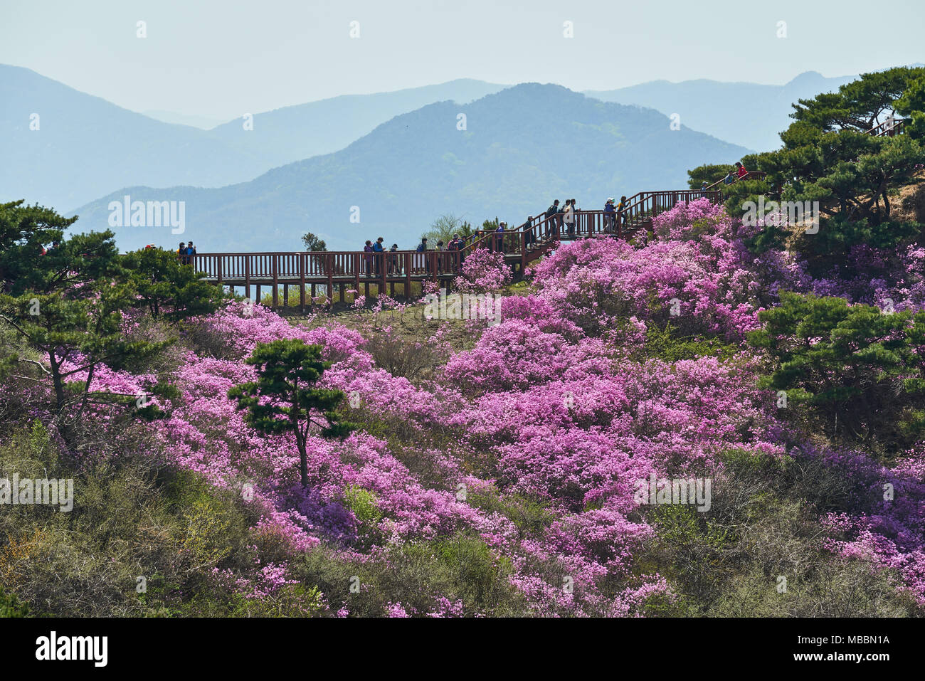 Azalea festival in korea hi-res stock photography and images - Alamy