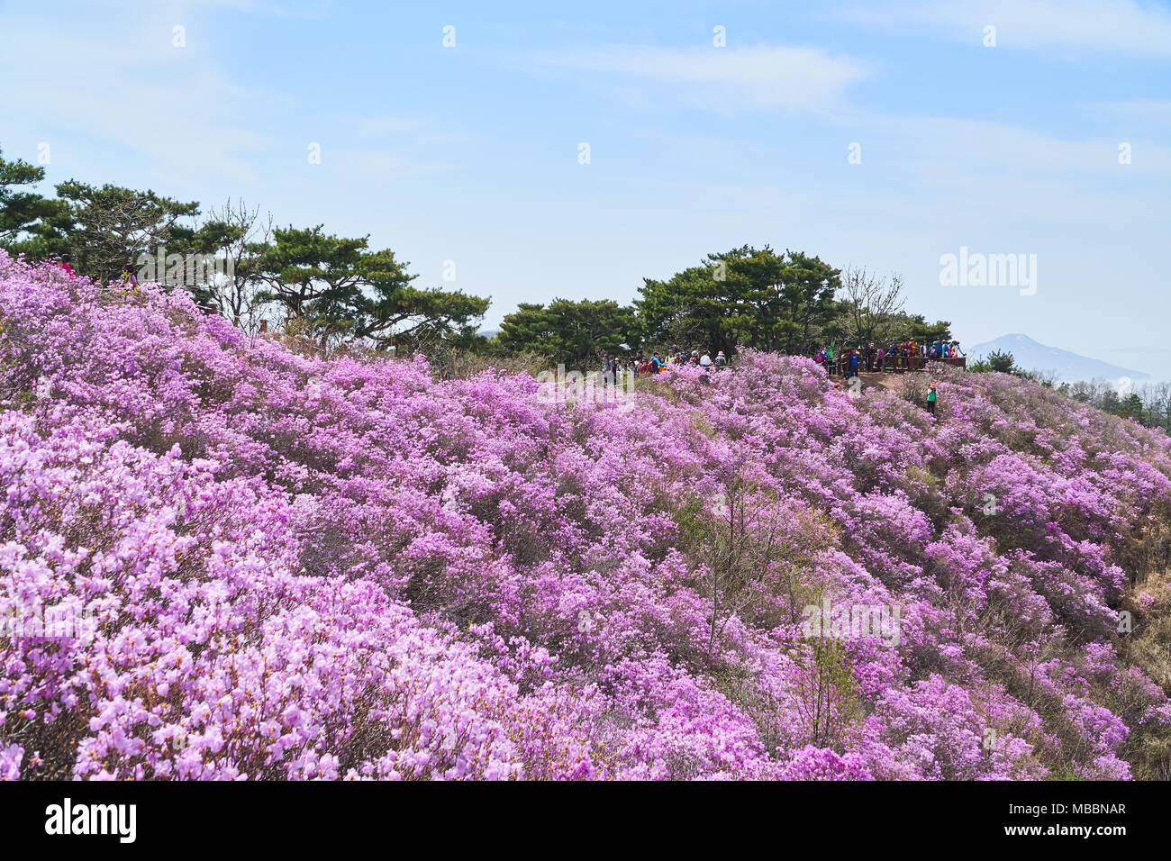 Azalea festival in korea hi-res stock photography and images - Alamy