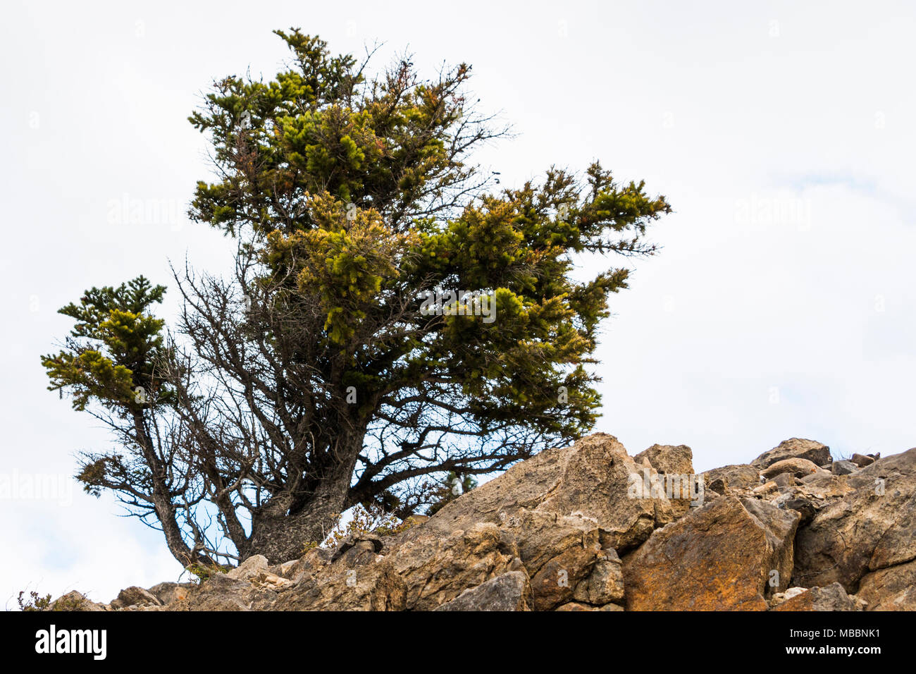 Canadian evergreen tree hi-res stock photography and images - Alamy