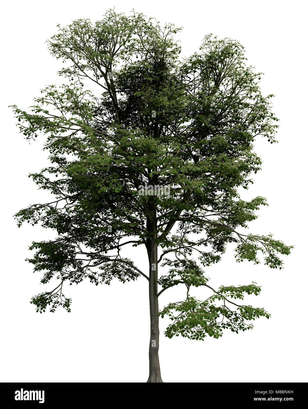 Tree isolated on a white background 3d Illustration Stock Photo - Alamy