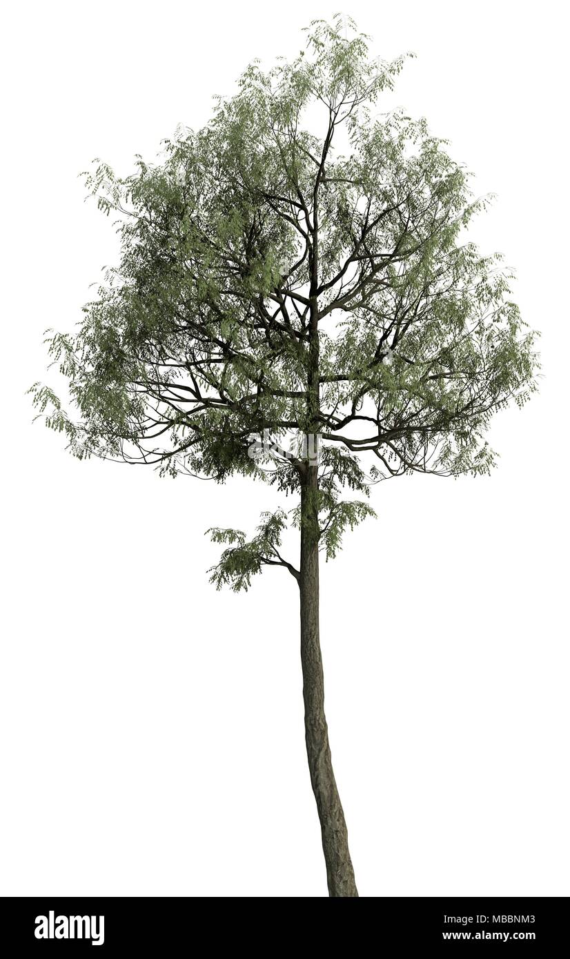 Tree isolated on a white background 3d Illustration Stock Photo - Alamy