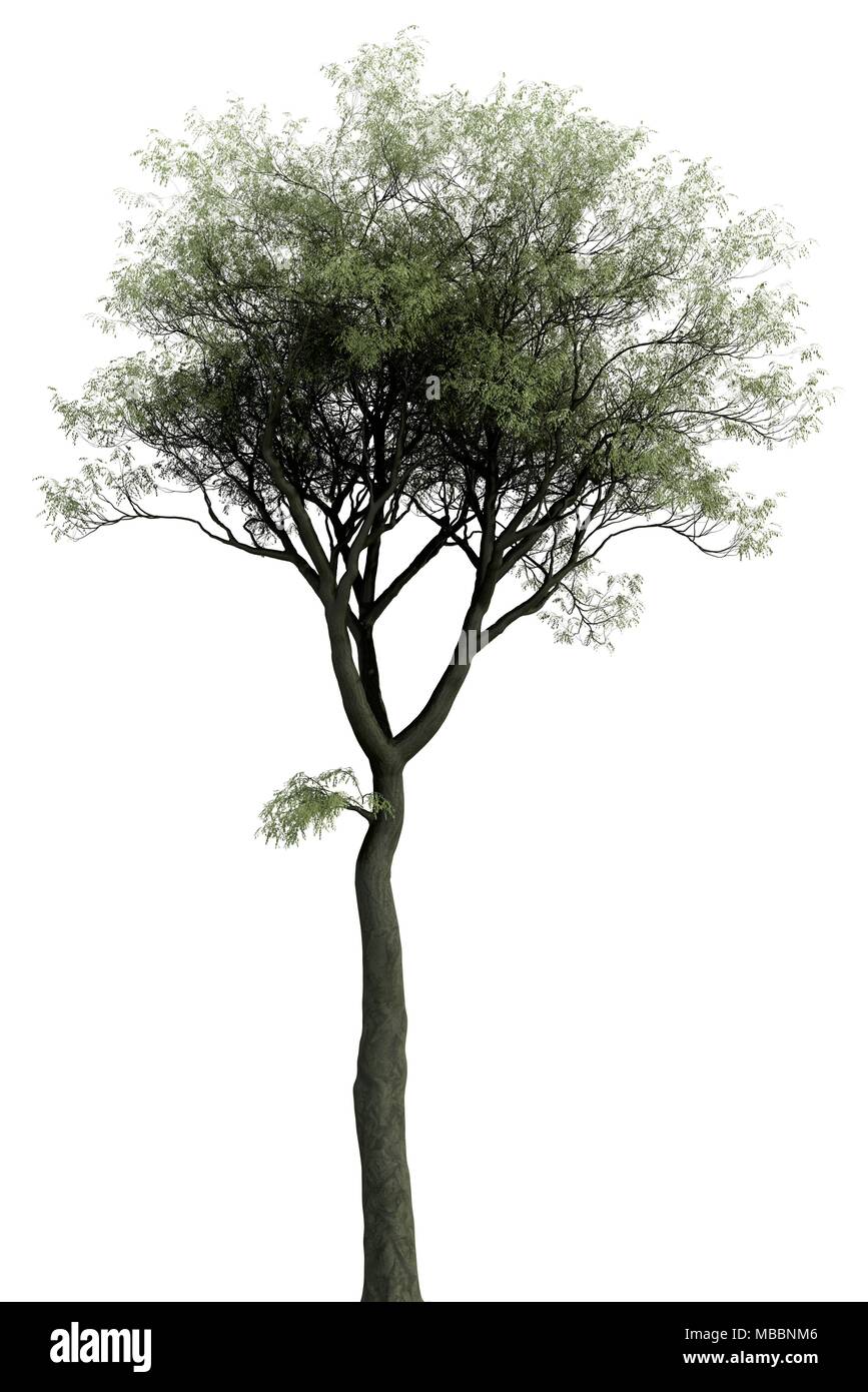 Tree isolated on a white background 3d Illustration Stock Photo - Alamy