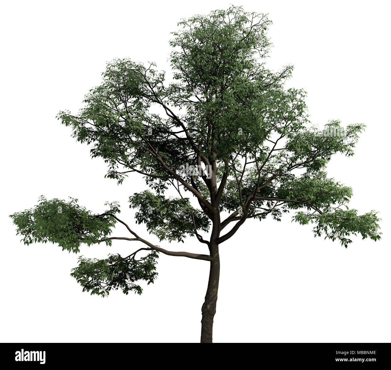 Tree isolated on a white background 3d Illustration Stock Photo - Alamy