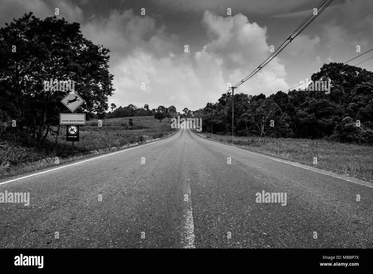 Endless straight road running through the forest with scenery of grass ...