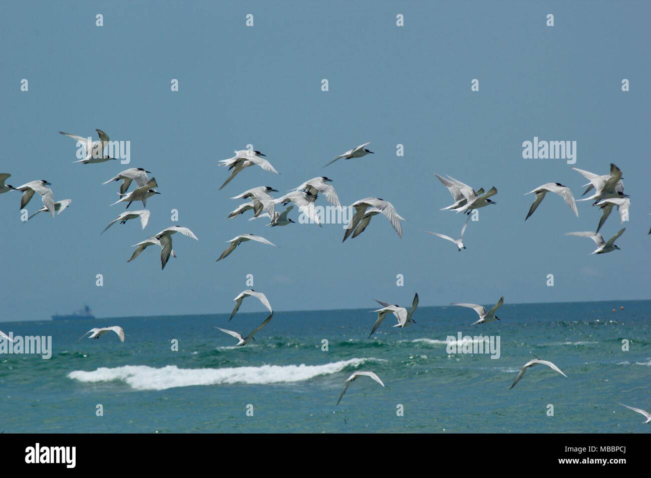 Birds in flight australian hi-res stock photography and images - Alamy