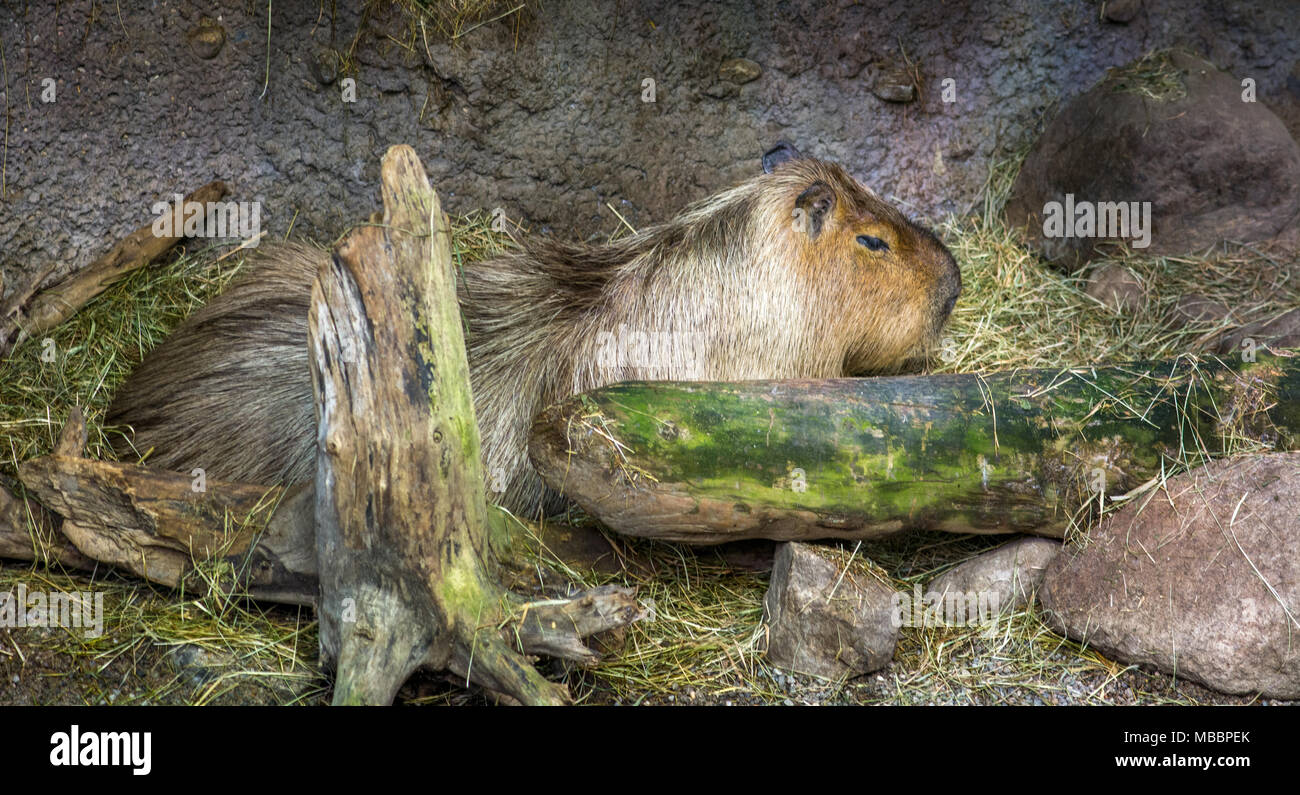 Capybara Resting Quietly Stock Photo - Alamy