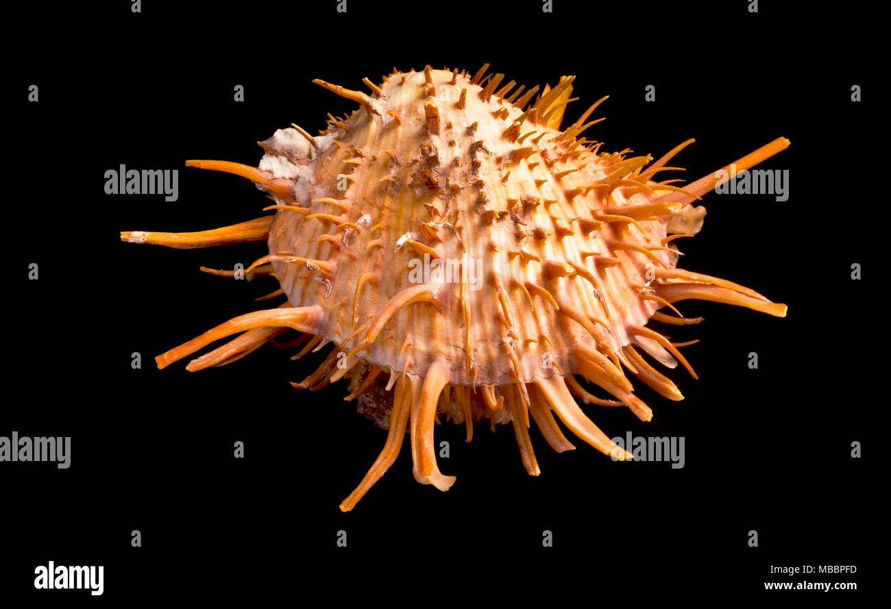 Spiny oyster hi-res stock photography and images - Alamy