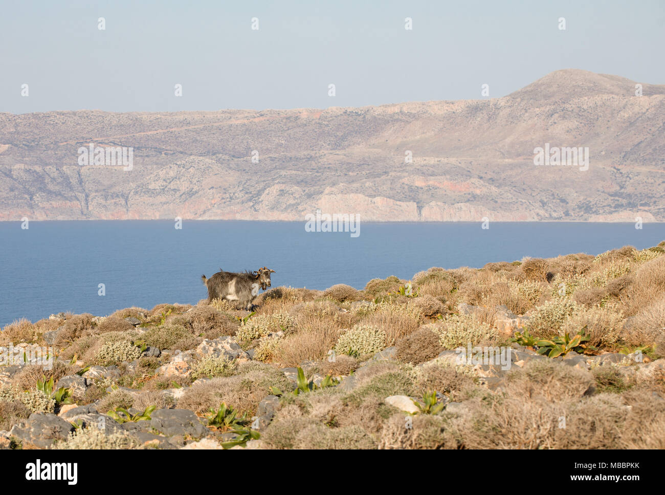 Goat grazing on the golden hills above Balos beach, sunset. Crete ...