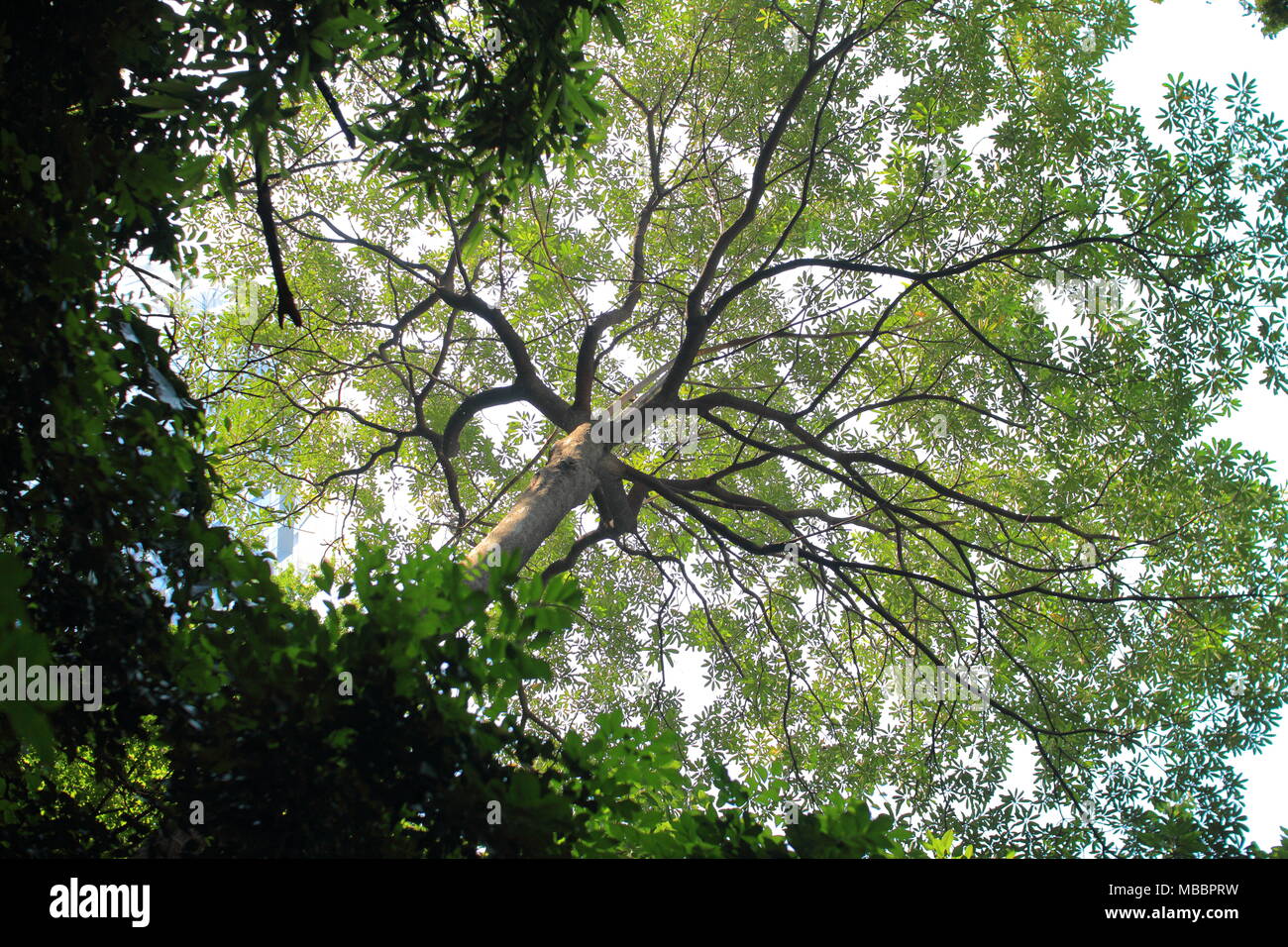 Canopy layer hi-res stock photography and images - Alamy