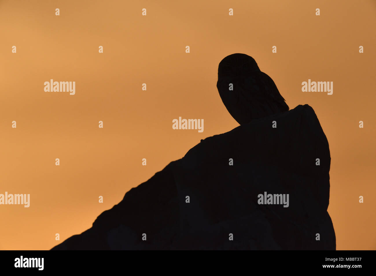 Lilith Little Owl - Athene noctua lilith Stock Photo - Alamy