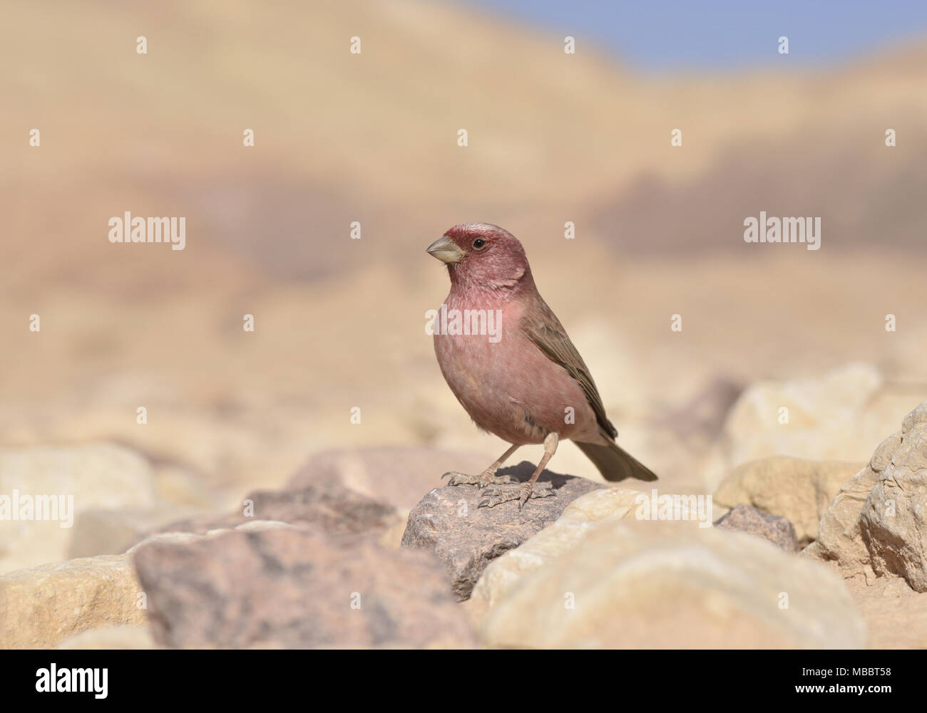 Sinai Rosefinch - Carpodacus synoicus Stock Photo - Alamy