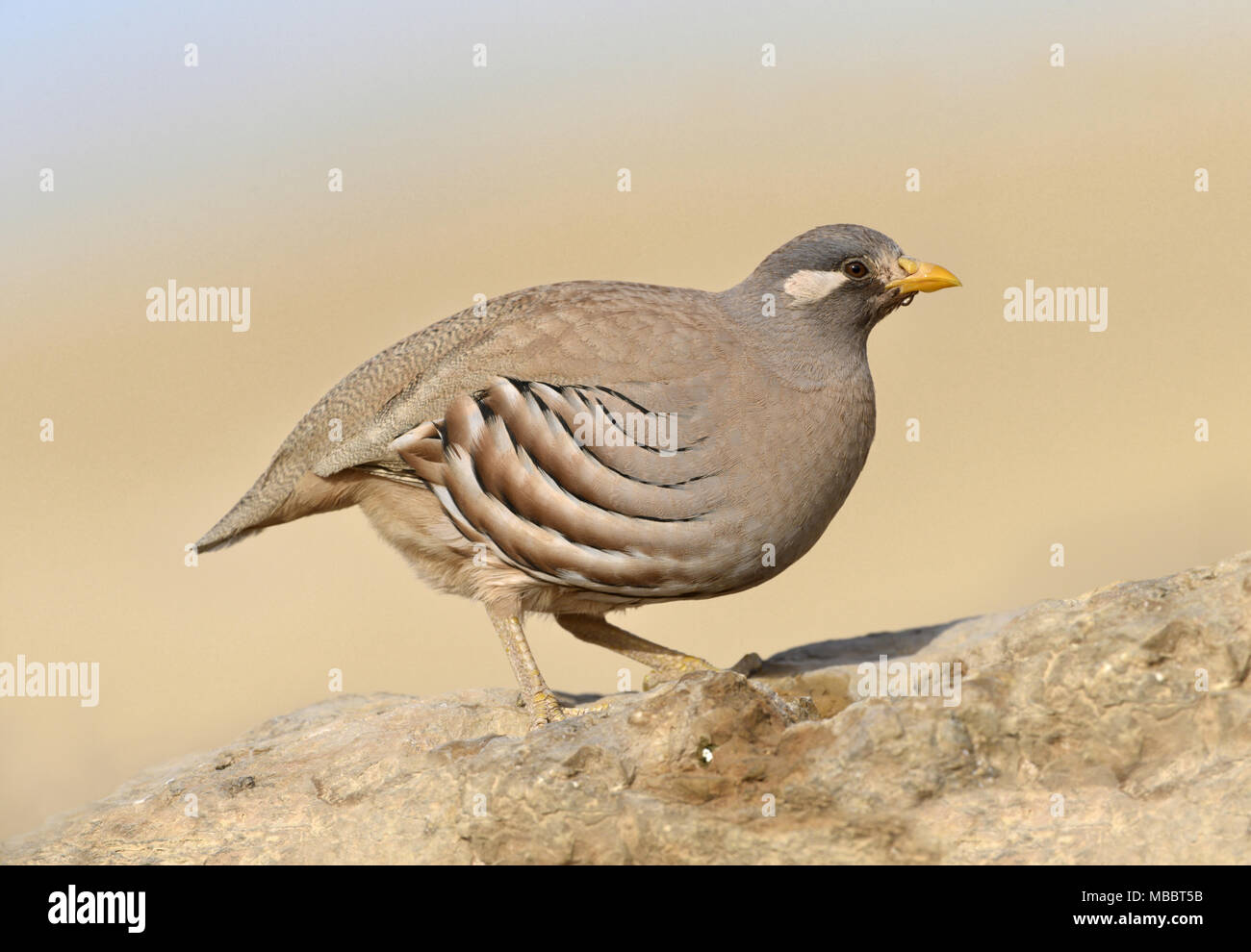 Sand Partridge - Ammoperdix heyi Stock Photo - Alamy