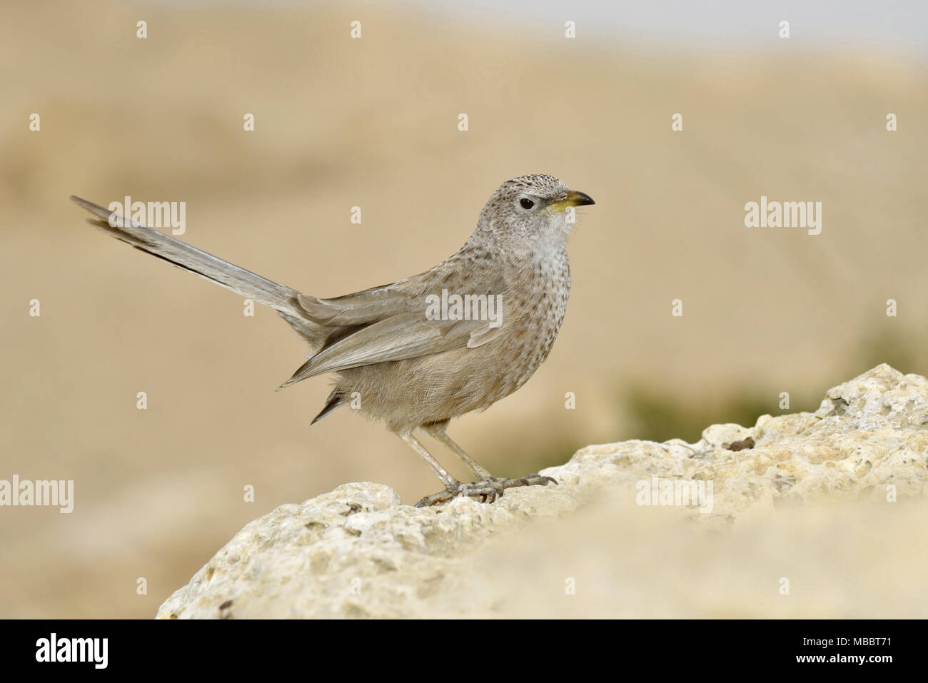 Arabian desert birds hi-res stock photography and images - Alamy