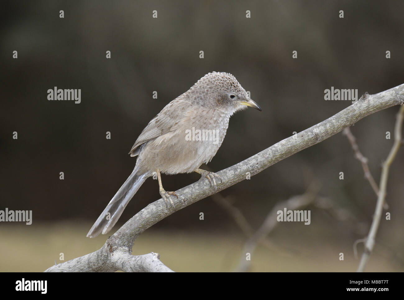 Arabian babbler turdoides squamiceps hi-res stock photography and ...