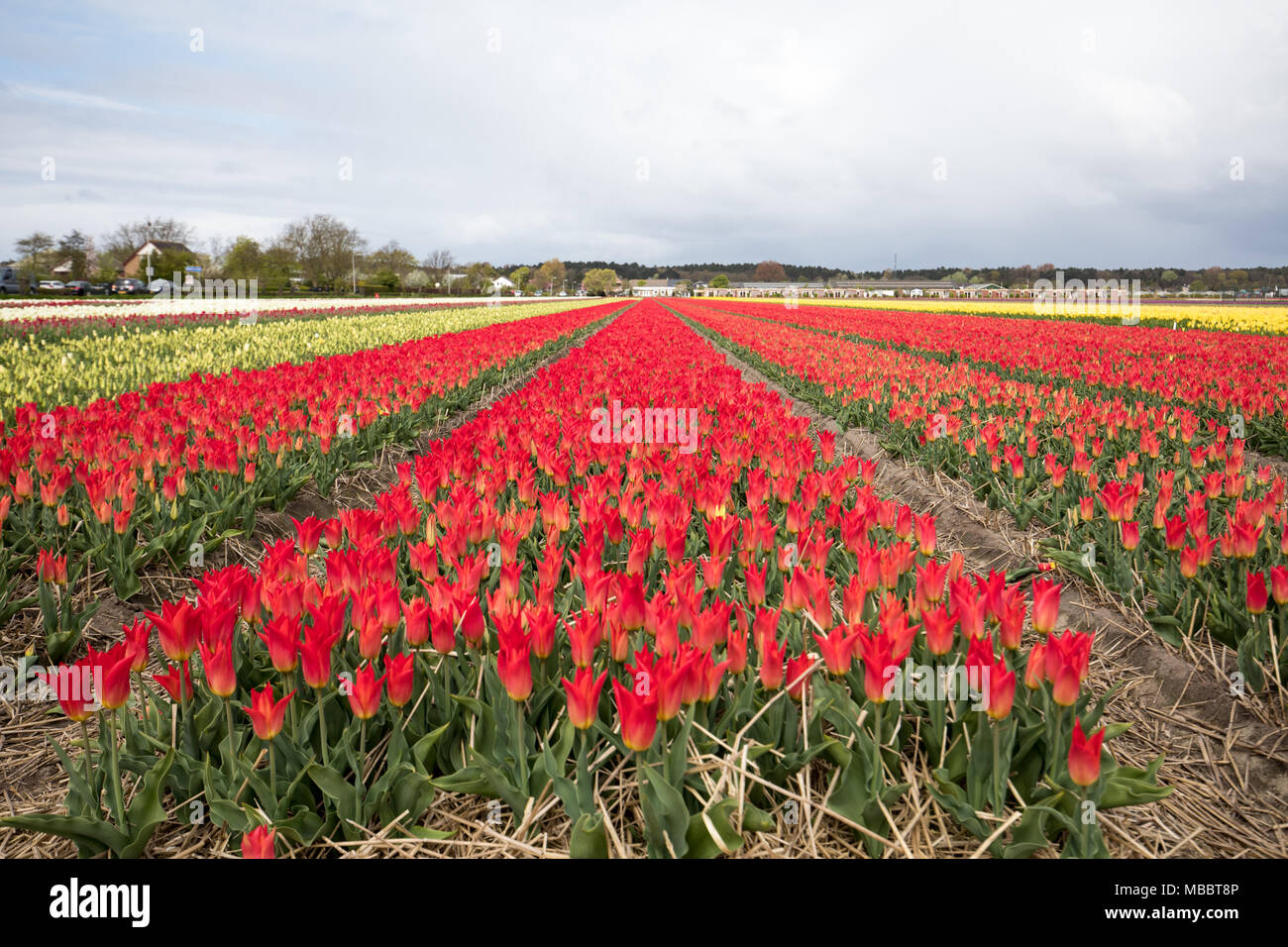 Tulip fields of the Bollenstreek, South Holland, Netherlands Stock ...