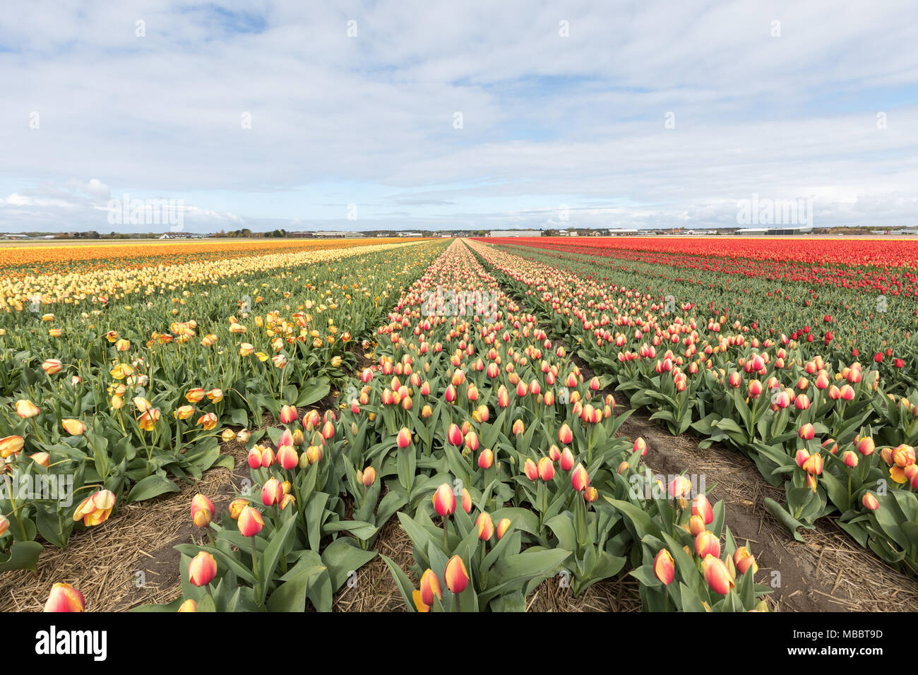 Tulip fields of the Bollenstreek, South Holland, Netherlands Stock ...
