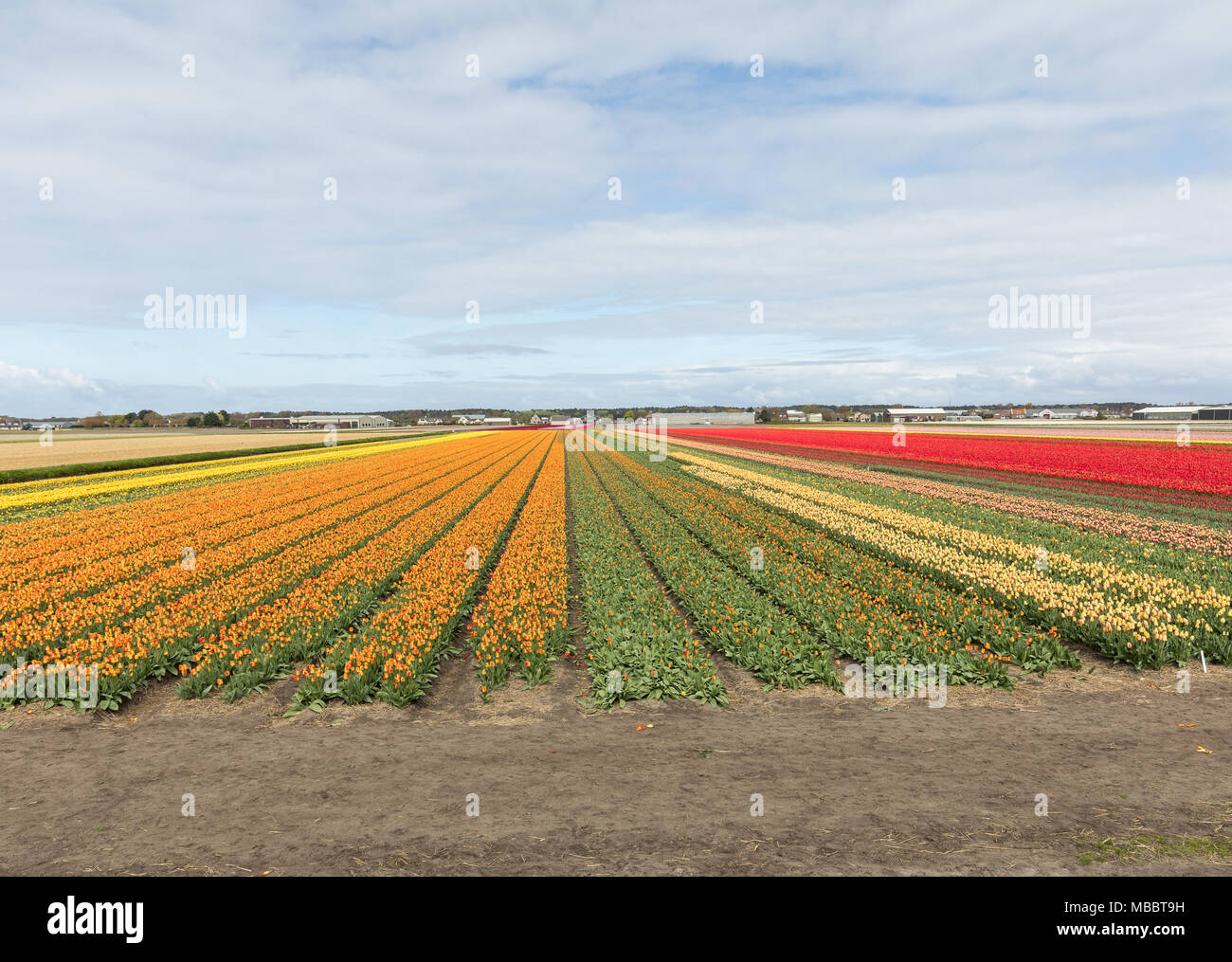 Tulip fields of the Bollenstreek, South Holland, Netherlands Stock ...